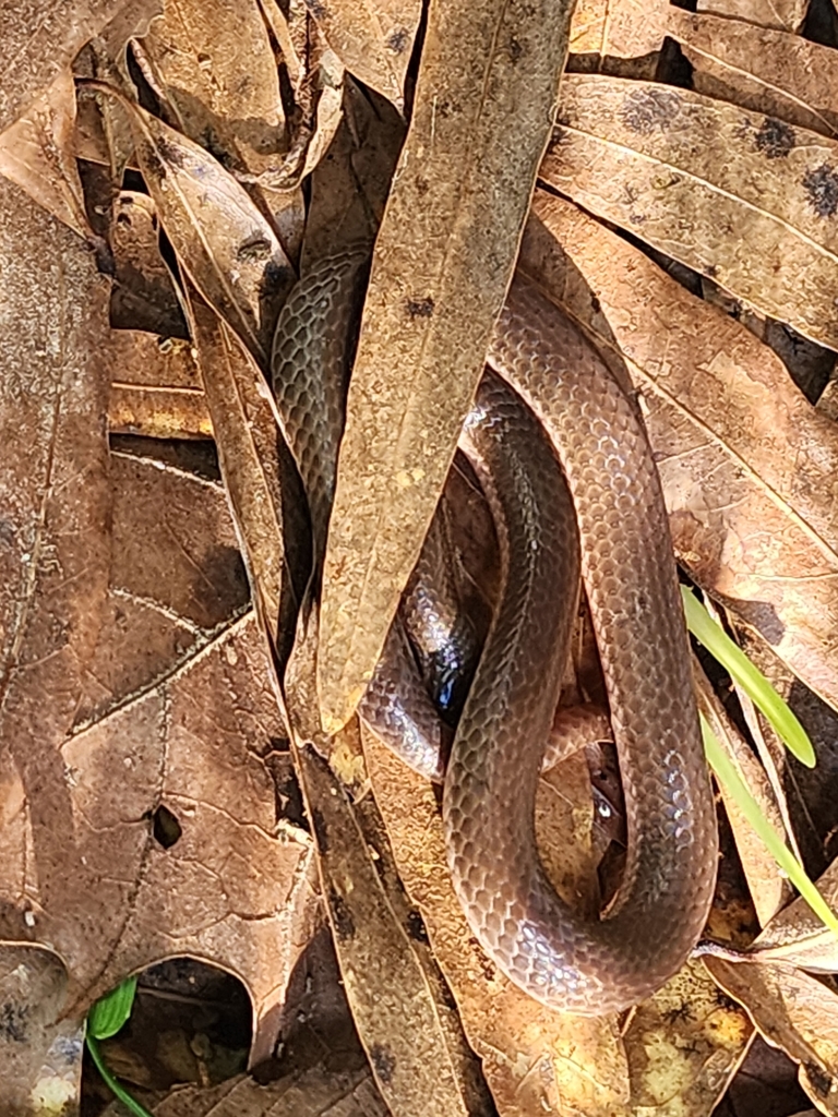 Eastern Worm Snake from Raleigh, NC 27603, USA on April 28, 2024 at 05: ...