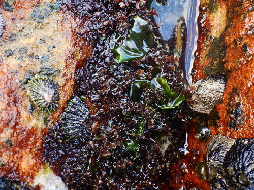 Gelidium pristoides · iNaturalist