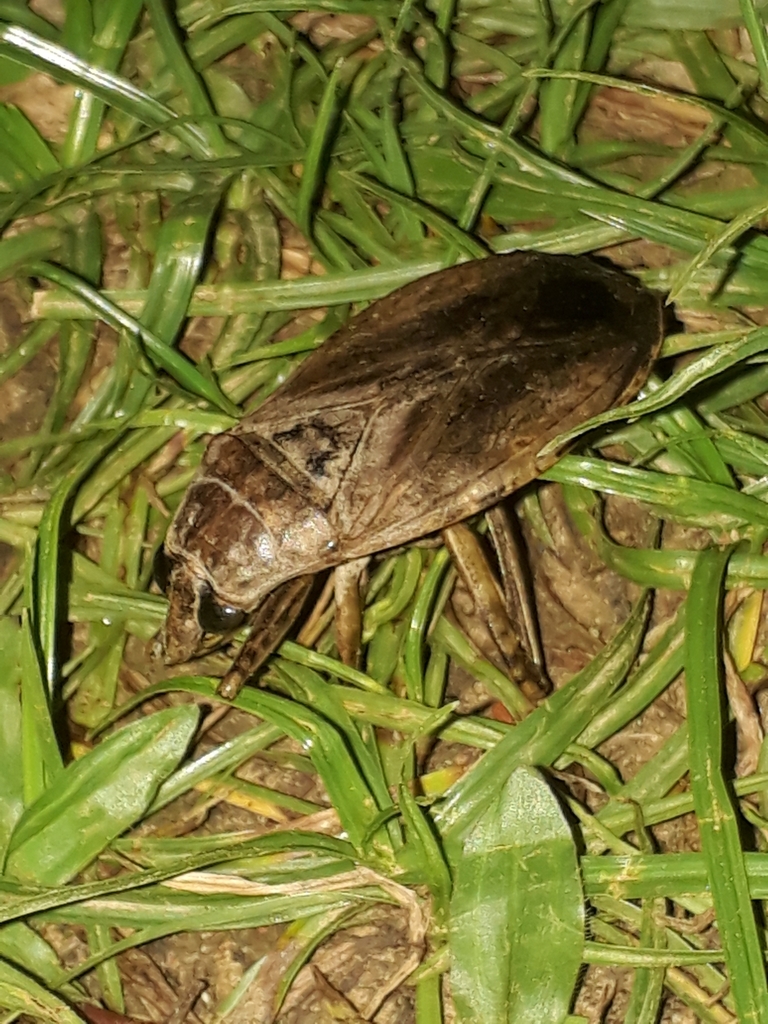 Giant Water Bugs from 0000, Trinidad, Bolivia on April 28, 2024 at 08: ...