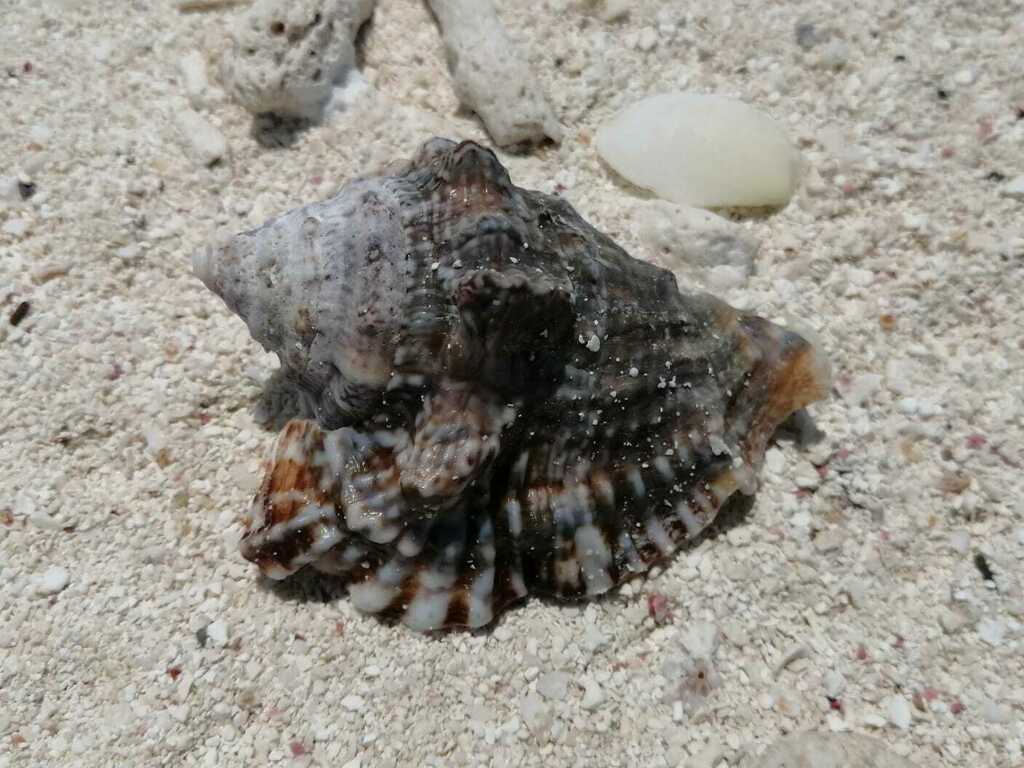 Hawkwing Conch from Arrecife Alacranes, Yuc., México on April 28, 2024 ...