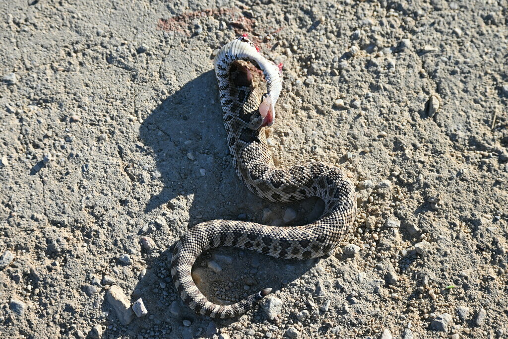Western Rattlesnake from San Luis Obispo County, CA, USA on April 20 ...