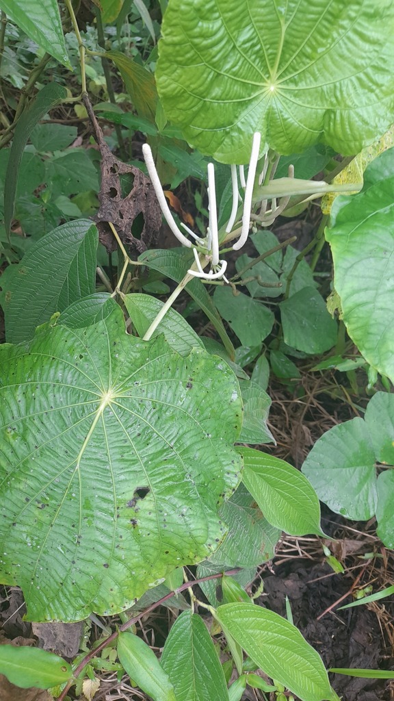 plants from Maynas, Perú on April 28, 2024 at 09:14 AM by Del Piero ...