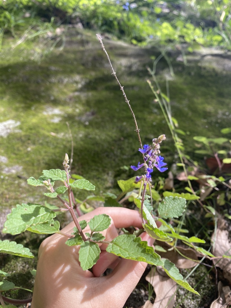 little spurflower from Carnarvon, AU-QL-BH, AU-QL, AU on April 26, 2024 ...