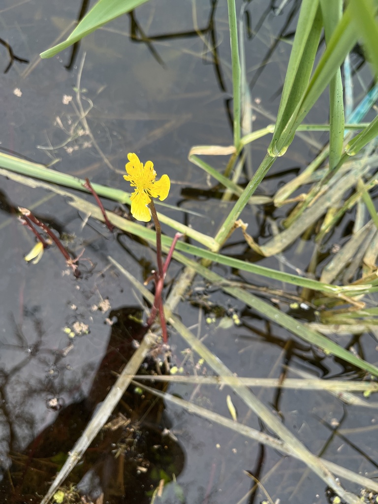 yellow water-crowfoot from Waterfall Glen, Lemont, IL, US on April 26 ...