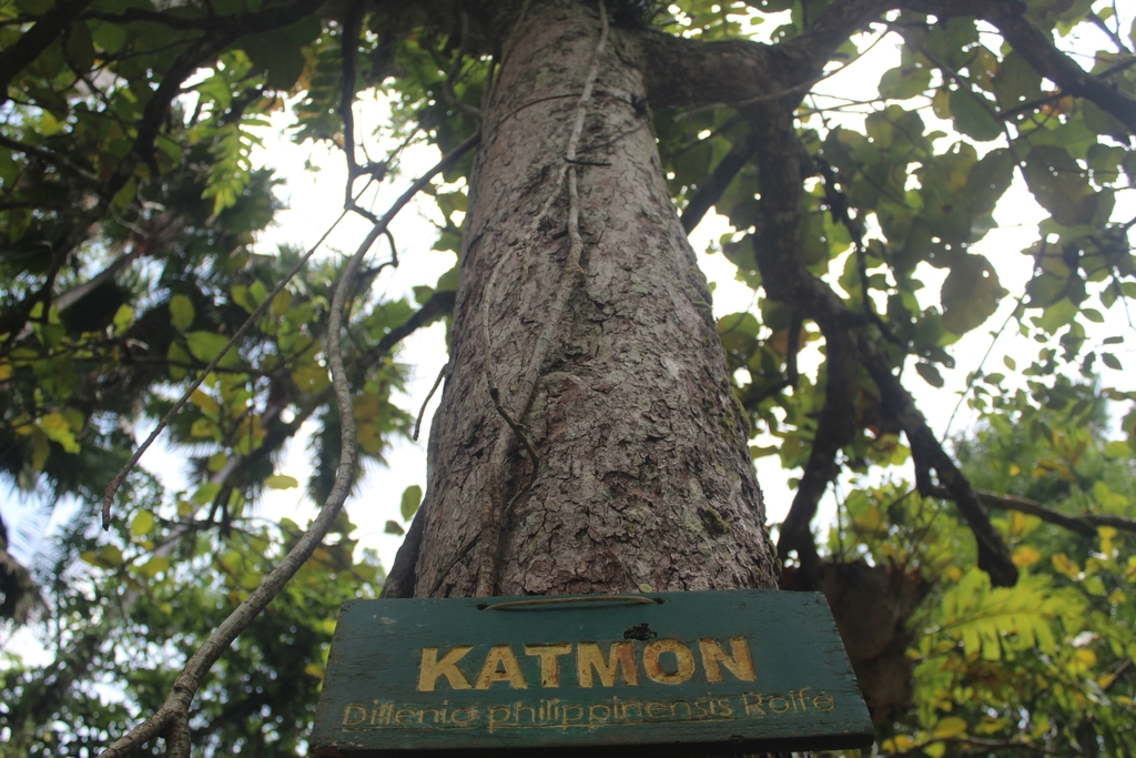 katmon in April 2024 by Marmonito Rotersos. This Katmon is kinda old ...