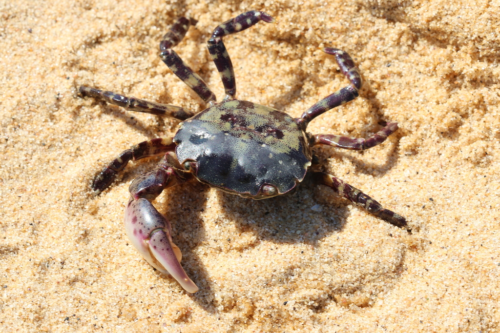 Asian Shore Crab from Mount Eliza VIC 3930, Australia on March 16, 2024 ...