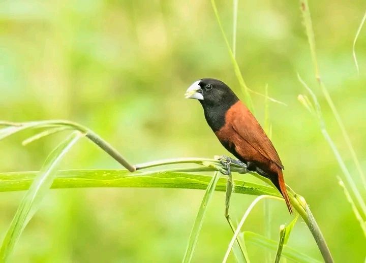 Chestnut Munia from Botanical Park San Agustin on April 29, 2024 by ...