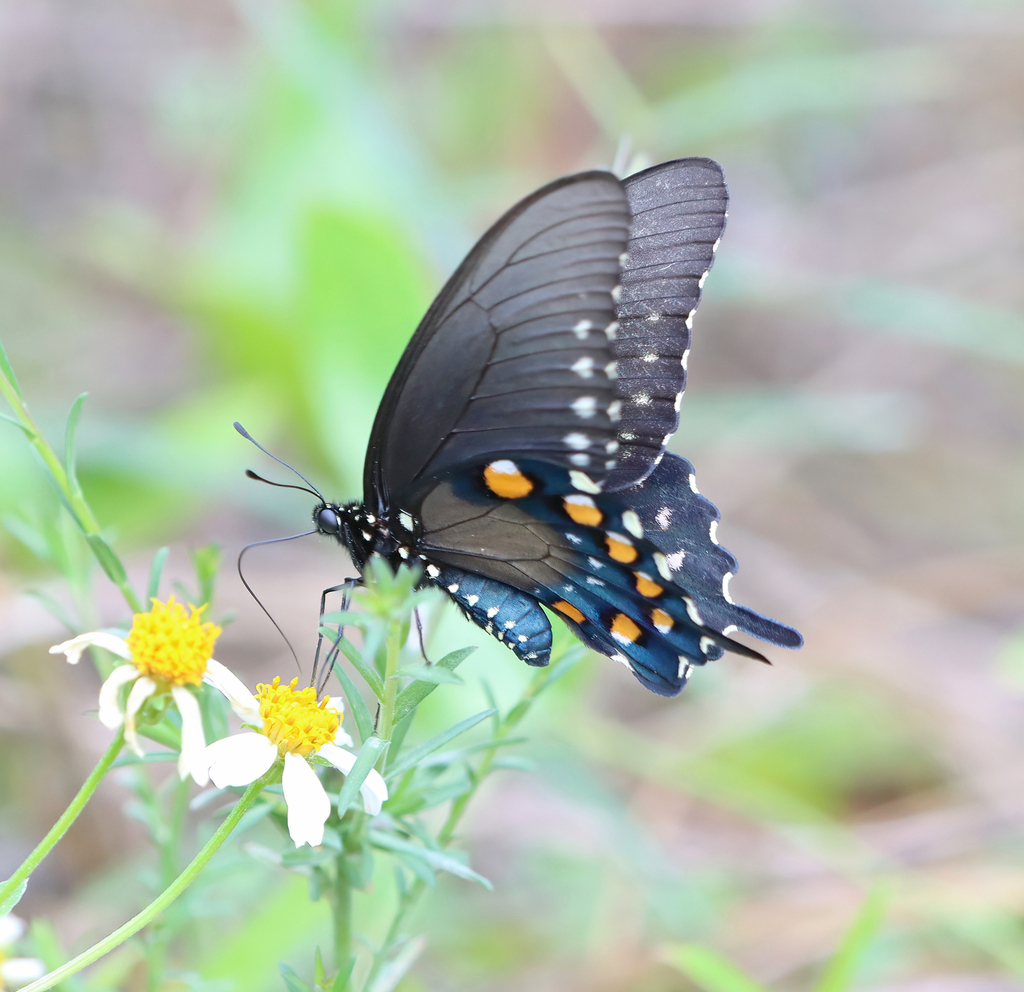 Pipevine Swallowtail from Hernando County, FL, USA on April 28, 2024 at ...