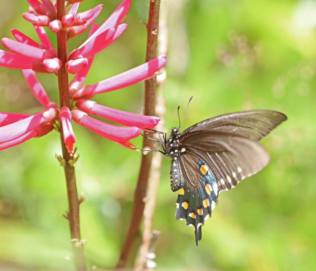 Pipevine Swallowtail from Hernando County, FL, USA on April 28, 2024 at ...