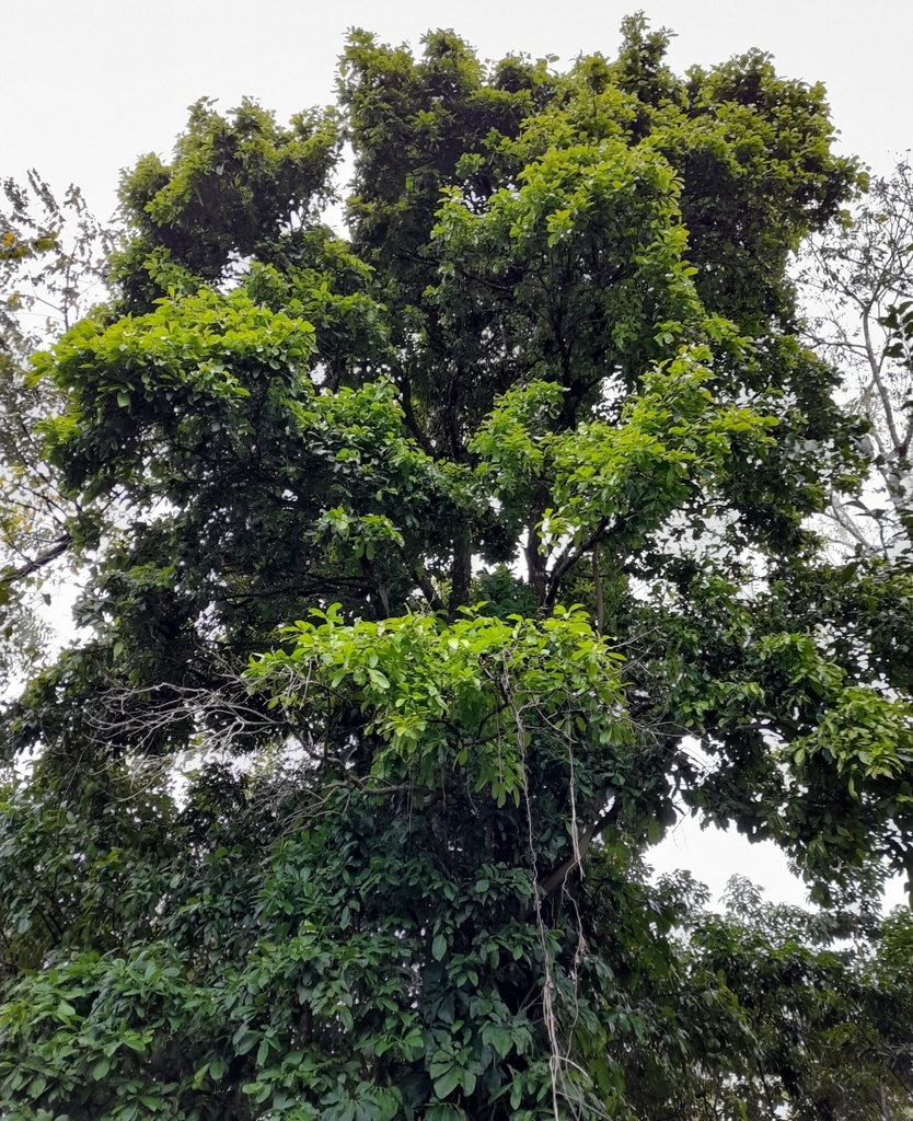 Encina from X8GC+63M, Aldea Ixlu, Guatemala on April 28, 2024 at 07:25 ...