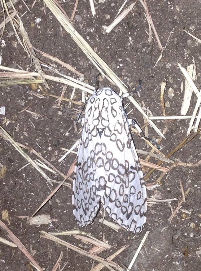 Giant Leopard Moth from Mazatlán, Sin., México on April 29, 2019 at 12: ...
