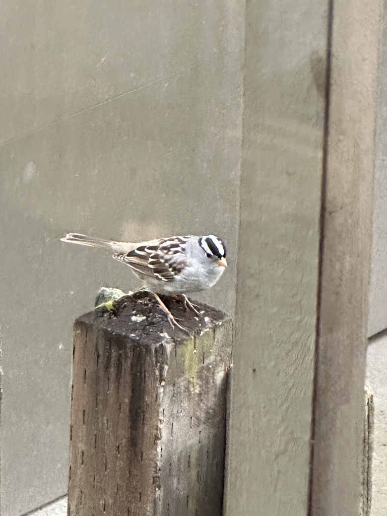 White-crowned Sparrow from N 50th St, Seattle, WA, US on April 28, 2024 ...