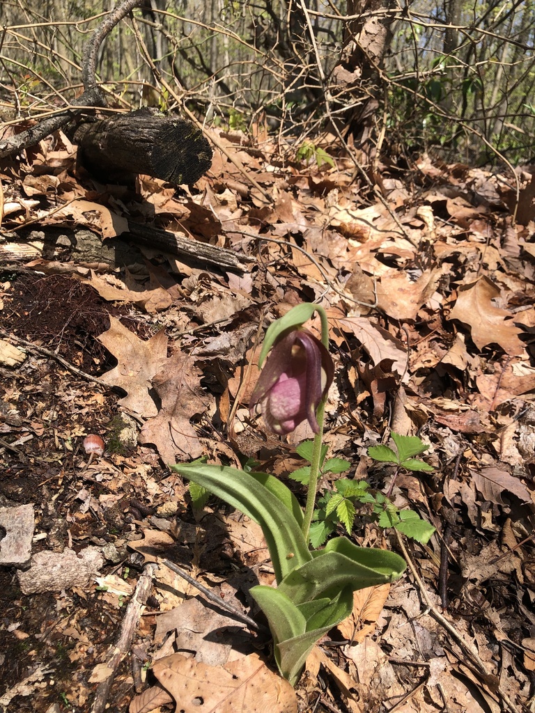 pink lady's slipper from Catoctin Trail, Frederick, MD, US on April 28 ...