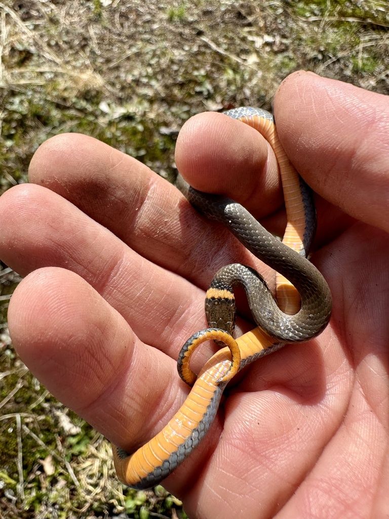 Northern Ringneck Snake in April 2024 by novah21 · iNaturalist