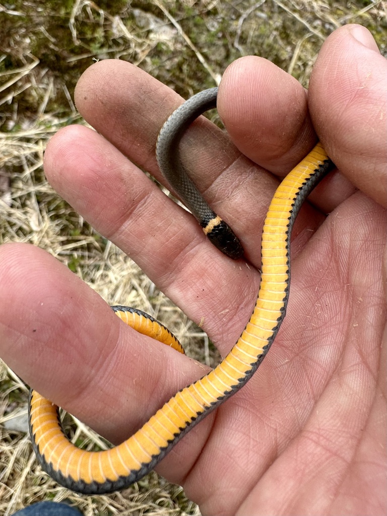 Northern Ringneck Snake in April 2024 by novah21 · iNaturalist