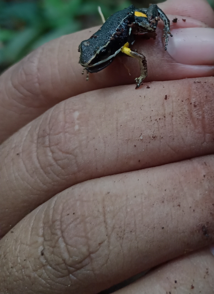 Spotted-thighed Poison Frog from 5J9G+74R, Puerto Almendra 16000, Perú ...