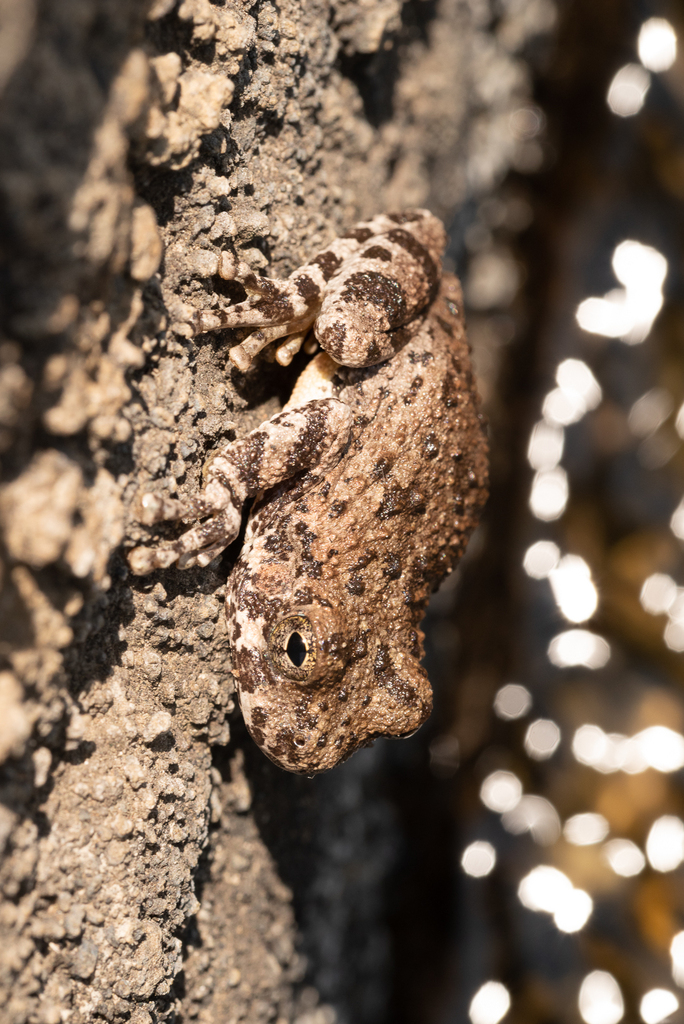 Holarctic Treefrogs from Texcoco Municipality, State of Mexico, Mexico ...