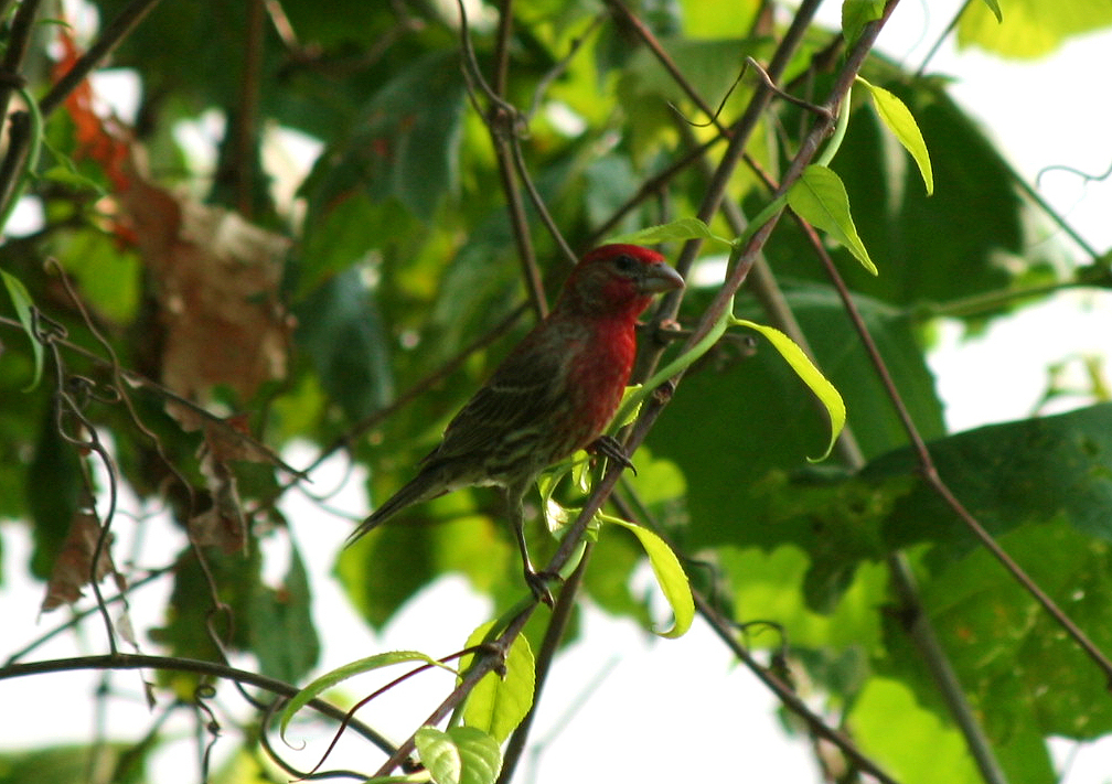 House Finch (Adkins Arboretum) · iNaturalist