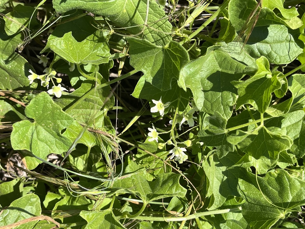 Chilicothe from N Locke Ave, Los Angeles, CA, US on April 28, 2024 at ...