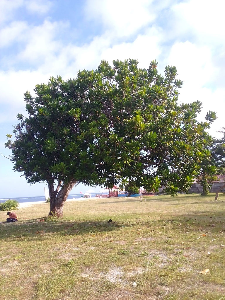 Fish Poison Tree from Teluk pantai geger on April 28, 2024 at 04:09 PM ...