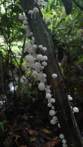 Observations by melanosuchus · iNaturalist