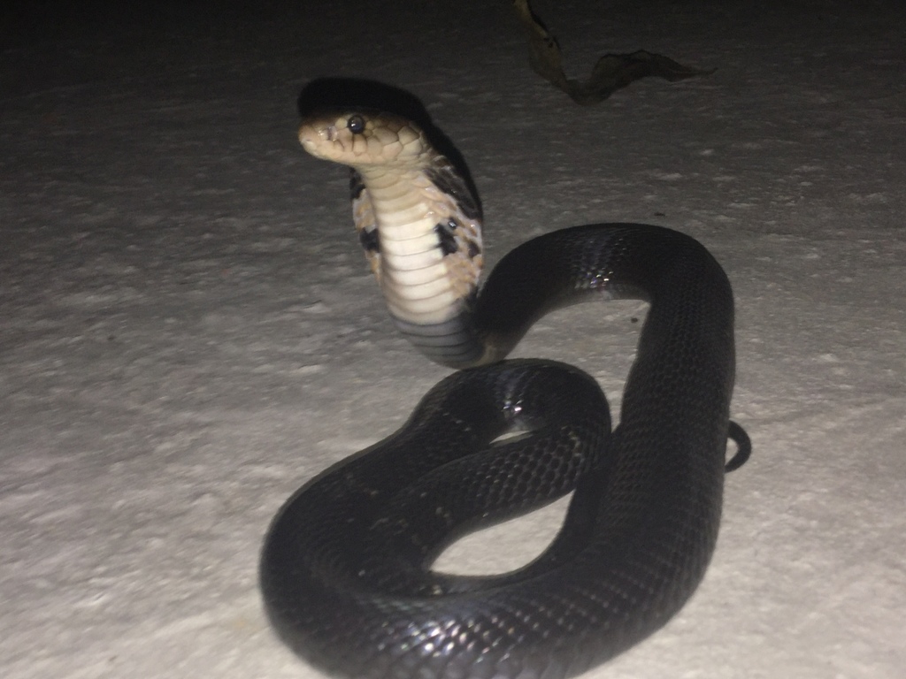 Chinese Cobra from Xã Trân Châu, Haiphong, Thành Phố Hải Phòng, VN on ...