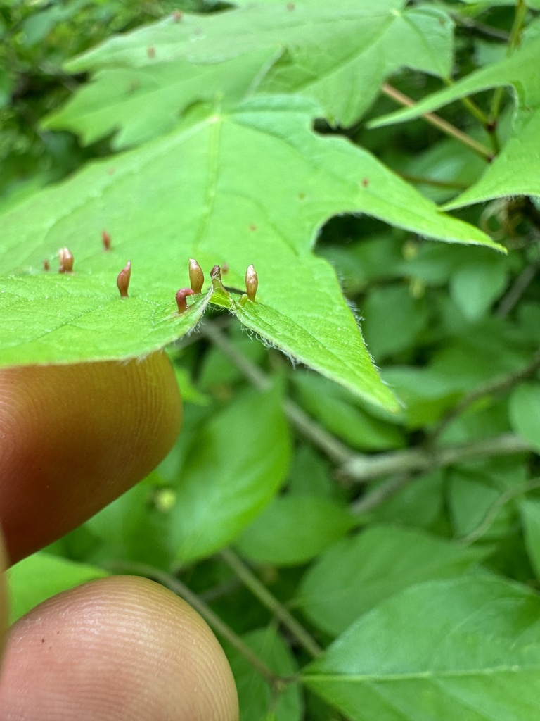 Maple Spindle Gall Mite from McNeely Lake Park, Louisville, KY, US on ...