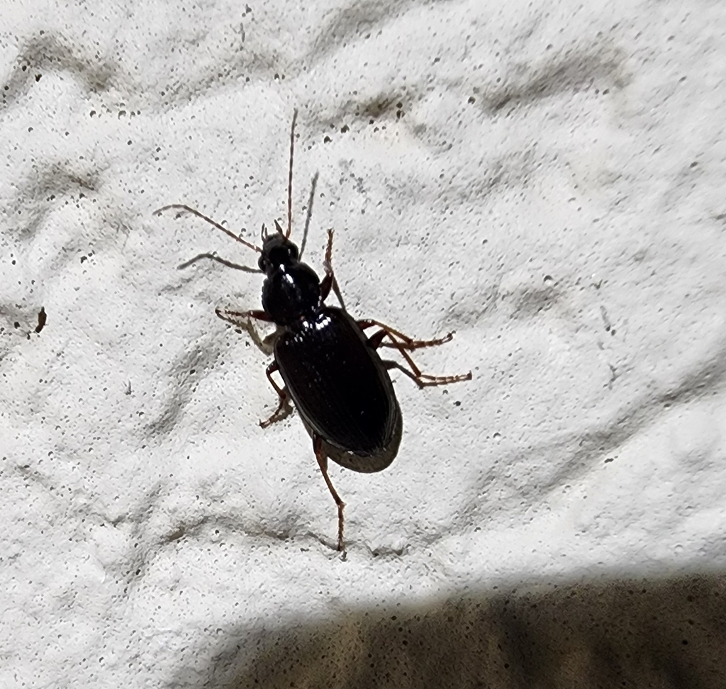 Agonum punctiforme from Arlington, TX 76014, USA on April 28, 2024 at ...