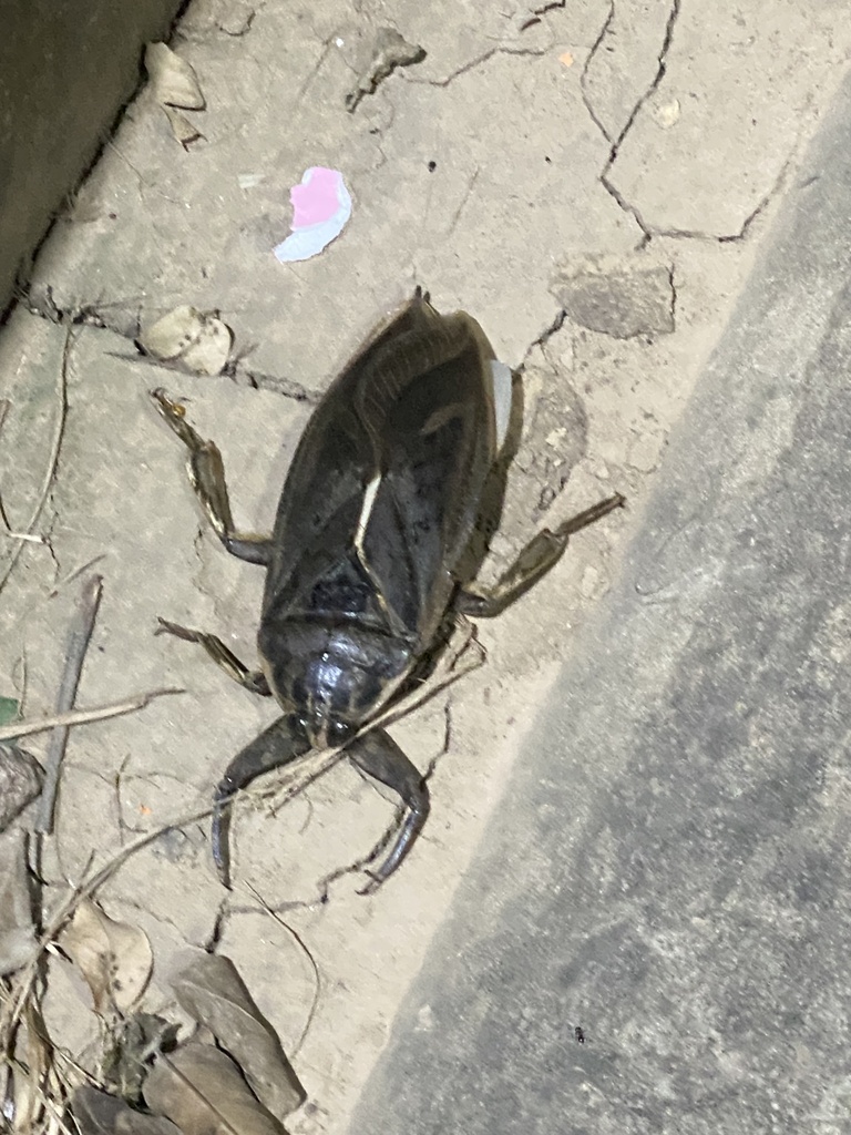 Lethocerus maximus from Avenida Profesor José Chávez Suárez, Trinidad ...