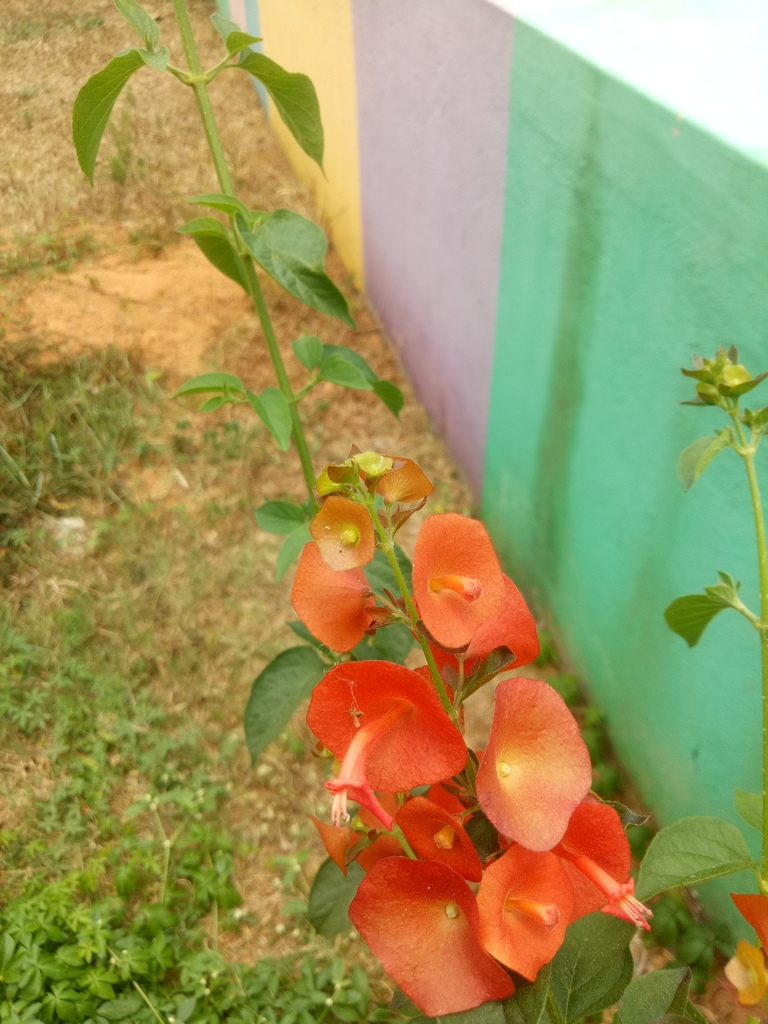 Chinese Hat Plant from Valparai botanical garden on April 27, 2024 at ...