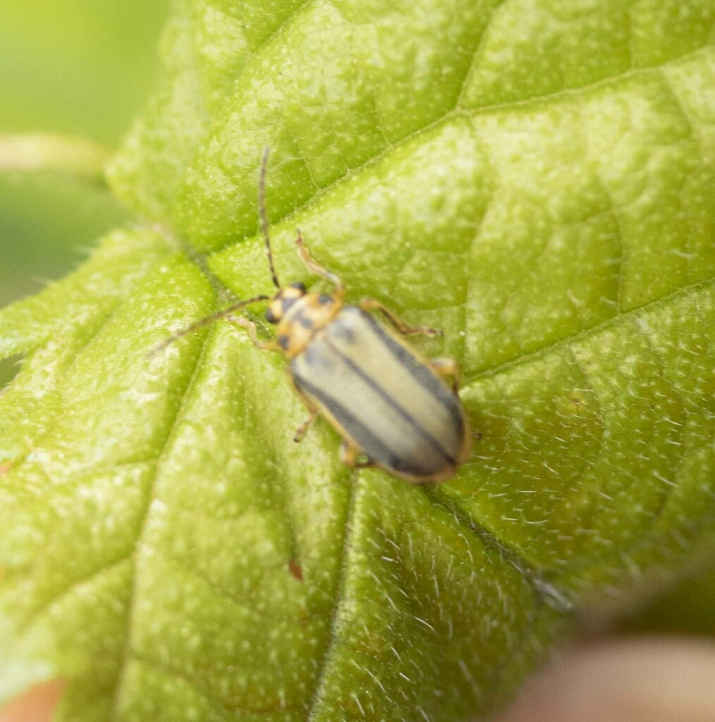 Elm Leaf Beetle from Southeast Portland, Portland, OR, USA on April 26 ...