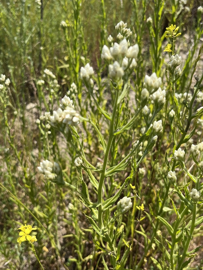 California cudweed from N Drysdale Ave, Los Angeles, CA, US on April 28 ...