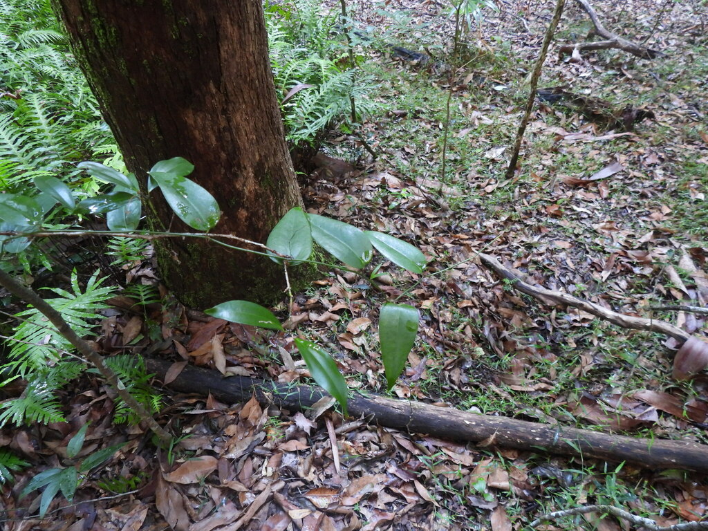 greenbriers in April 2024 by Robyn Combes · iNaturalist