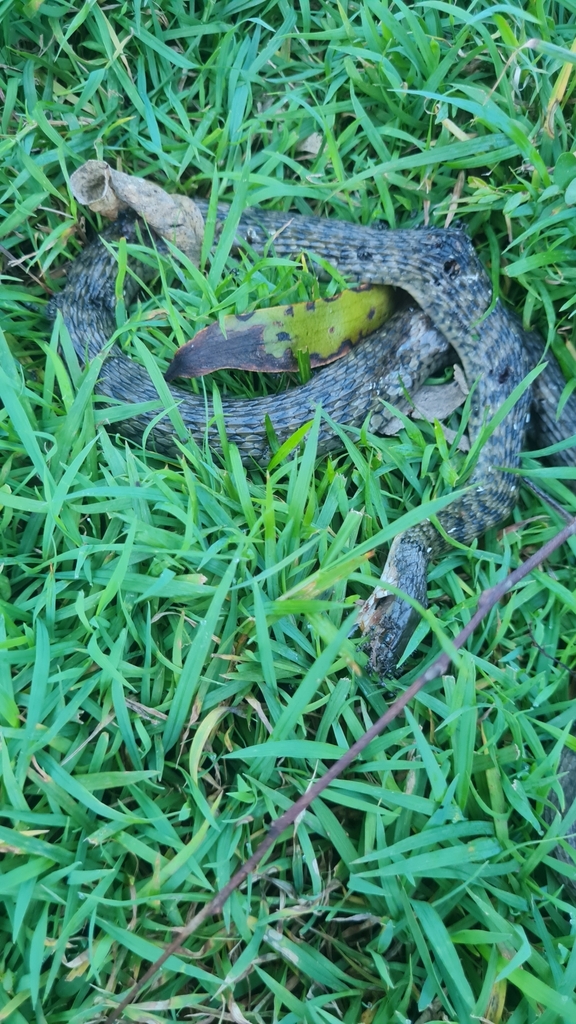 Common keelback from Walloon QLD 4306, Australia on April 29, 2024 at ...