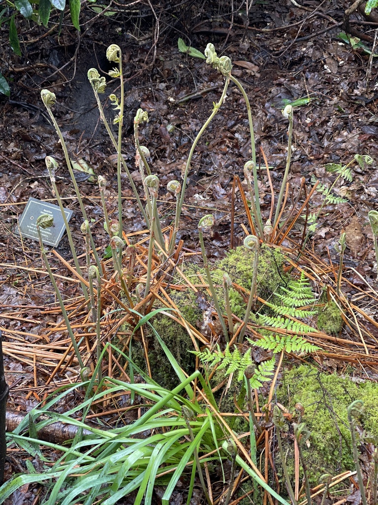 European royal fern from York, England, GB on April 28, 2024 at 01:38 ...