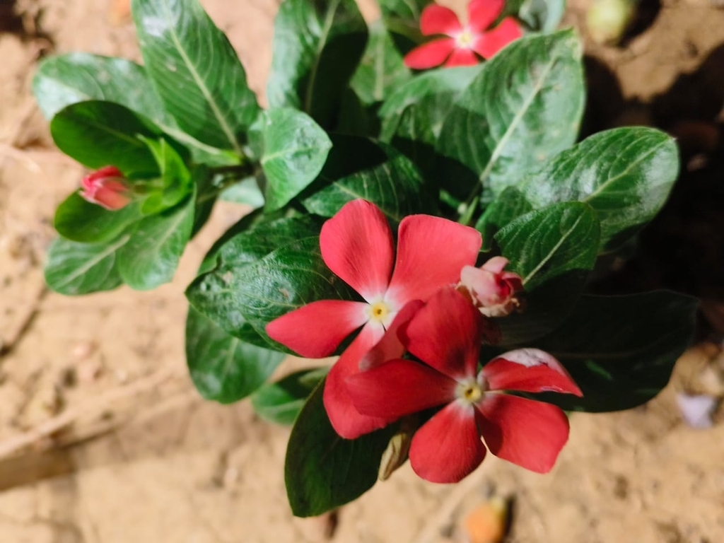 Madagascar Periwinkle from 67, Kalpana Square, Laxmisagar, Bhubaneswar ...