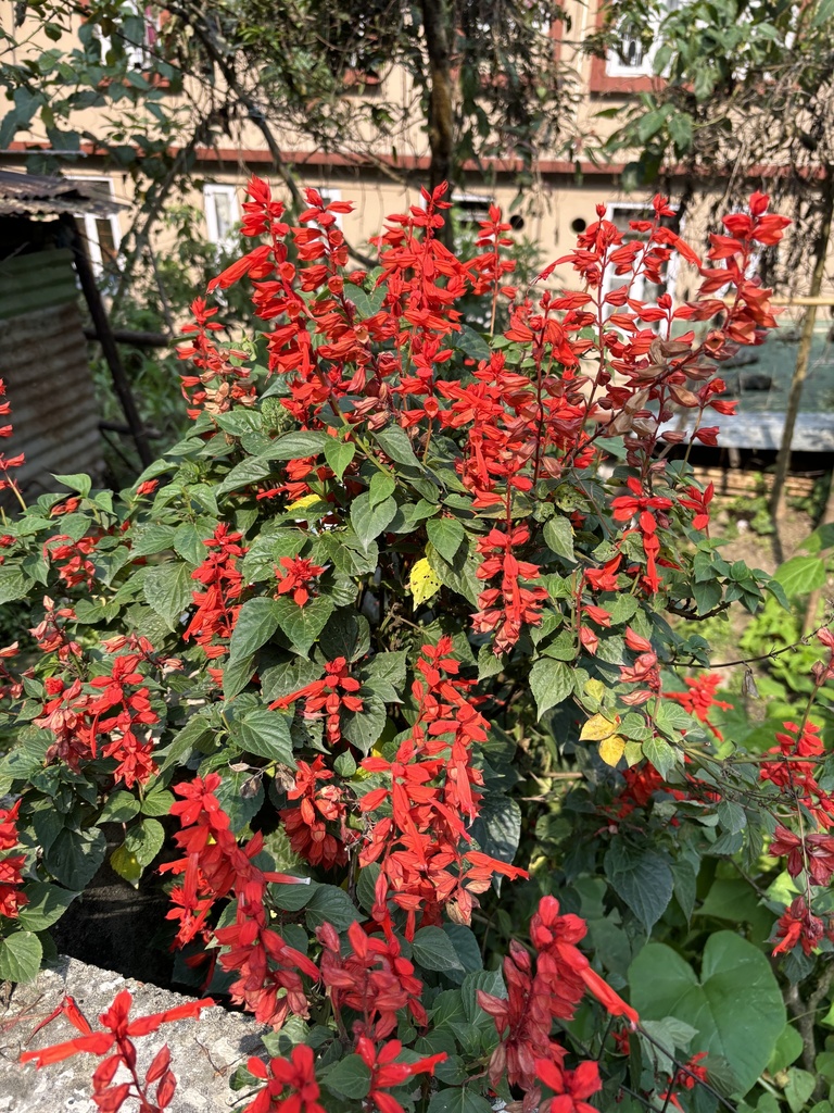 Scarlet Sage from Tadong, Upper Tadong, SK, IN on April 29, 2024 at 08: ...