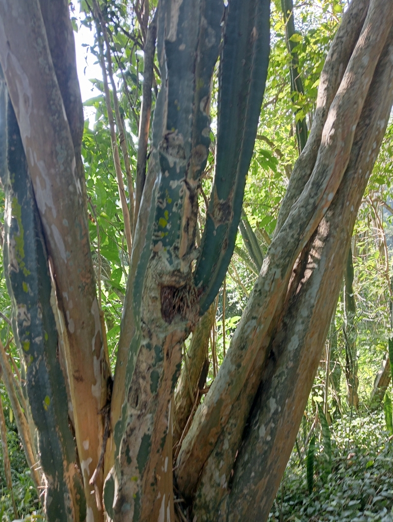 Cereus from Chase Valley, Pietermaritzburg, 3231, South Africa on April ...