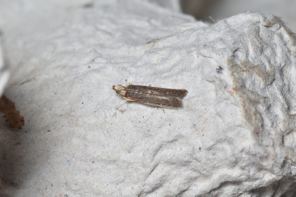 Cathyalia okinawana from Chatham Path, Barker Road, Hong Kong on April 28, 2024 at 10:15 PM by ...