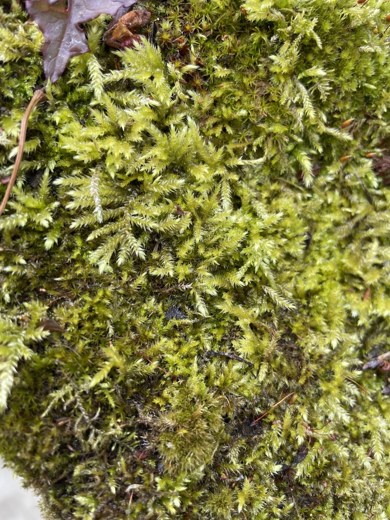 Rough-stalked Feather-moss from Harvist Road, London, England, GB on ...