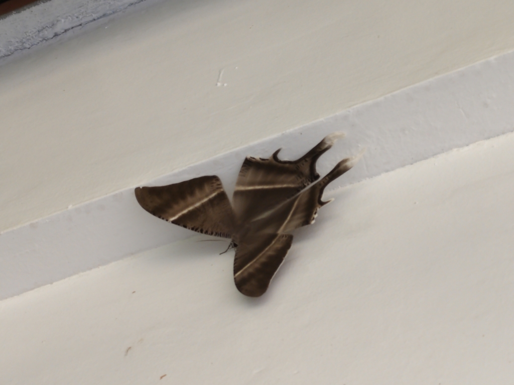 Tropical Swallowtail Moth from CRQG+W7F, Tagum, Davao del Norte ...
