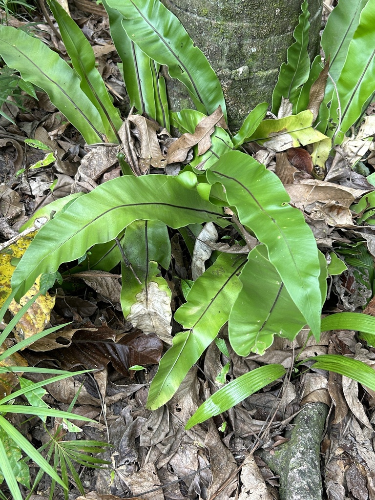 Bird's Nest Fern from Mindanao, Tagum City, Davao Del Norte, PH on ...