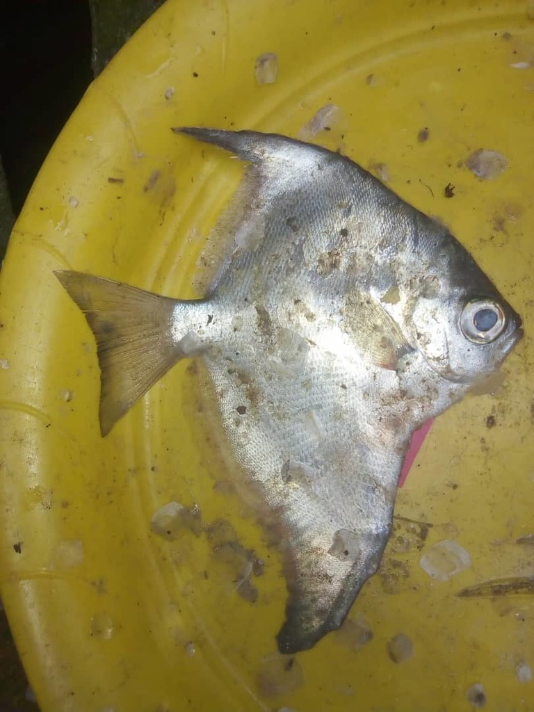 African Moony from Océan, CM-SU, CM on April 29, 2019 at 01:24 PM by ...