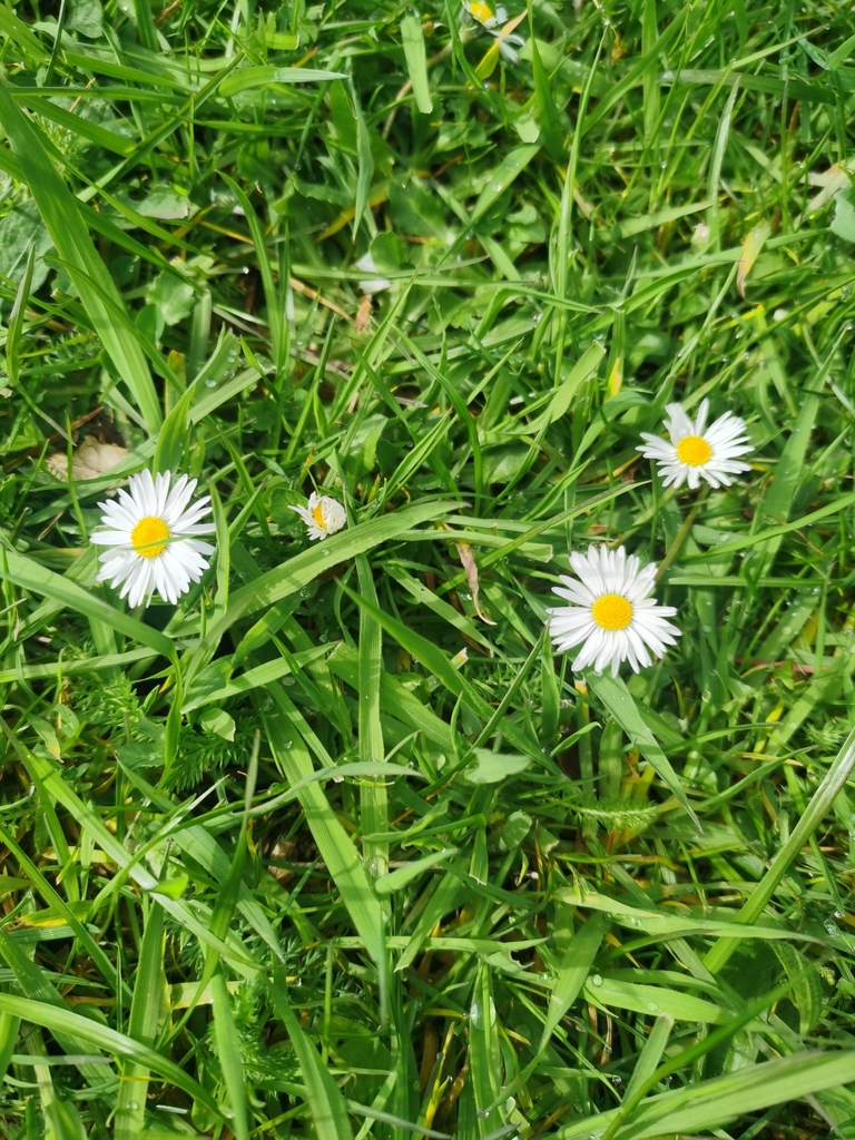 Lawn daisy from 恩兰, 英国 on April 29, 2024 at 10:21 AM by Christine Zhang ...
