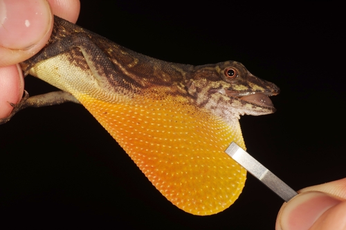 STRI Research Portal Detailed Collection Record Information