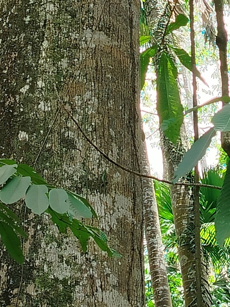 Green Crested Lizard from 9RJ5+4QF, Tagum, Davao del Norte, Philippines ...