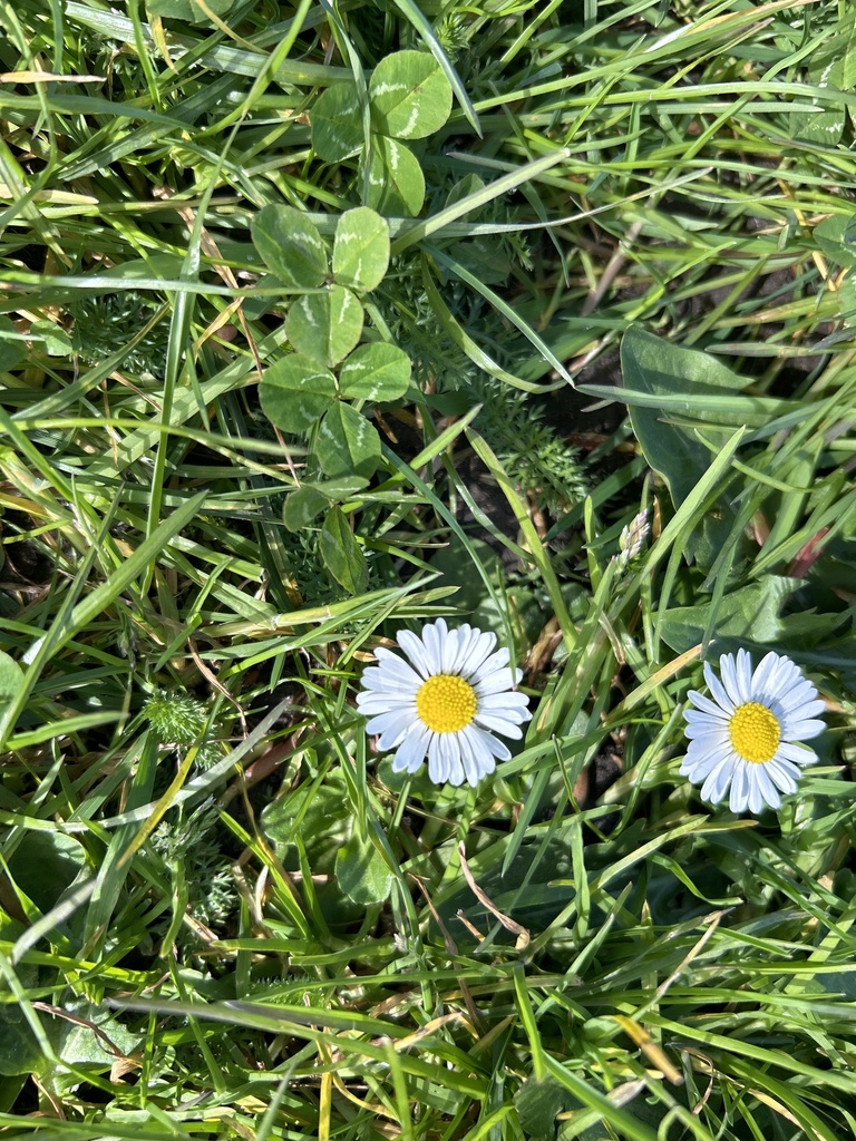 Lawn daisy from Terry St, York, England, GB on April 29, 2024 at 10:31 ...