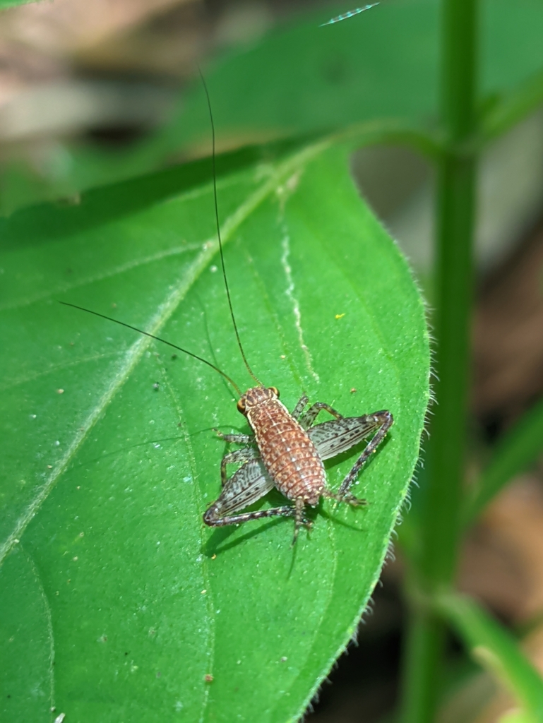 Phaloriini from FRMP+MJJ Botanical Park San Agustin, Tagum, Davao del ...