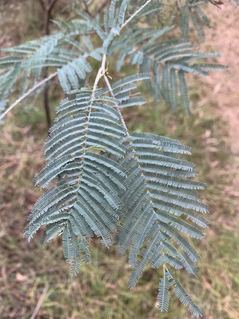 Silver wattle from Alpine- West, Australian Alps - Victoria, AU-VI, AU ...