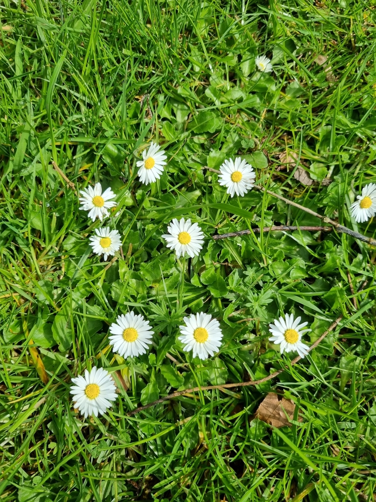Lawn daisy from Heslington, York, UK on April 29, 2024 at 10:17 AM by ...